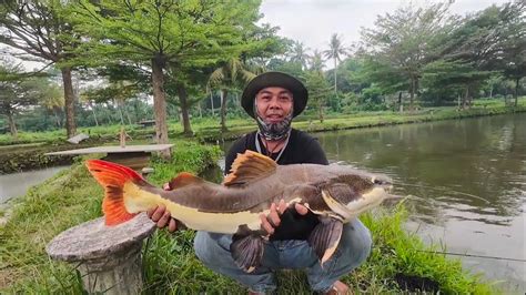 Monster Hunt At Rcg Daiwa Black Label Vs Giant Redtail Catfish And