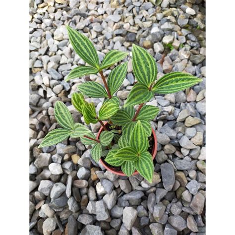霖樺園3吋盆 白脈椒草 翡翠椒草 多葉蘭園藝 室內植物 淨化空氣 居家綠化 商業空間綠化 蝦皮購物