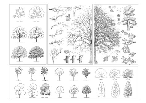 Deciduous Trees Drawing
