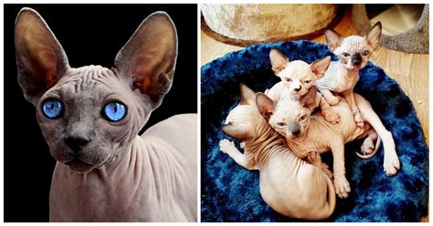 Interesting Facts About Sphynx Cats Video Cat Fancast