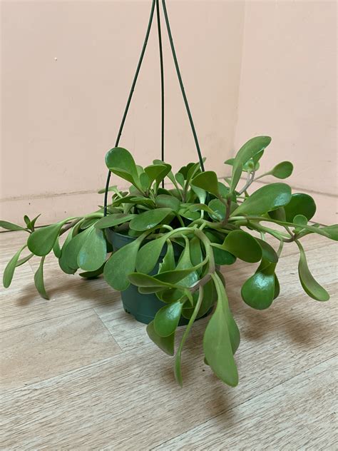 Trailing Jade The Mellow Sf