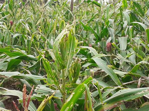 Army Worms Exacerbate Diminishing Crop Yields In Some Parts Of The