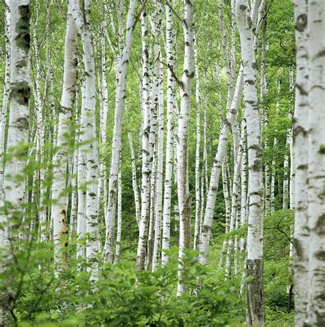 Birch Trees Betula Sp Summer Photograph Birch Trees Betula Sp