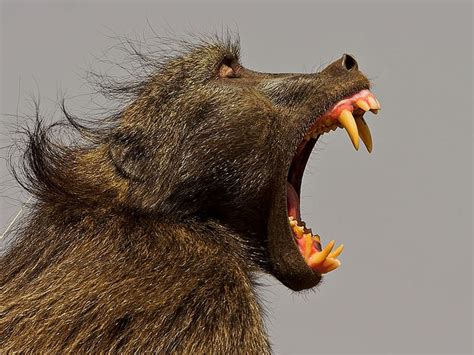Chacma Baboon Teeth