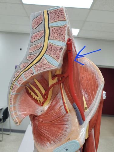 Ch 19 Somso Pelvis And Leg Model Flashcards Quizlet