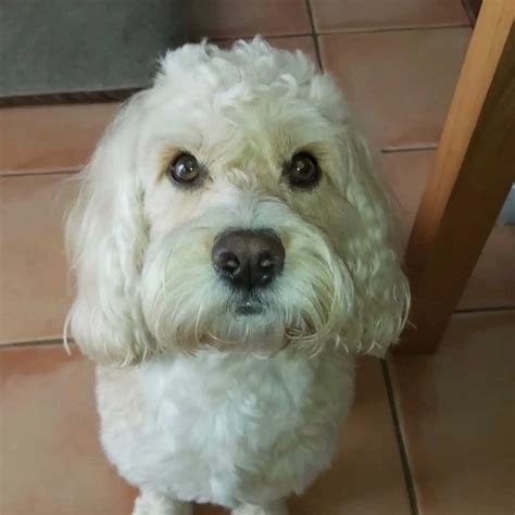 Are Cockapoos Clingy Dealing With Puppy Separation Anxiety Solutions