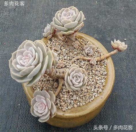 多肉植物老樁系列 一顆長歪了的魯氏石蓮老樁 每日頭條