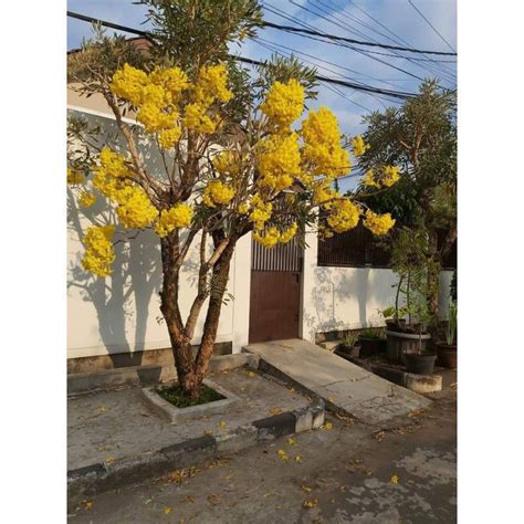 Jual Tanaman Tabebuya Kuning Handroanthus Chrysotrichus Tabepuya Murah Tabebuya Kuning
