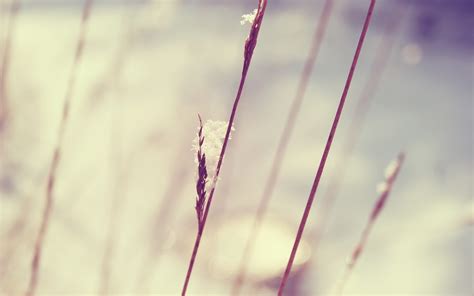 Winter Grass Wallpaper Preview
