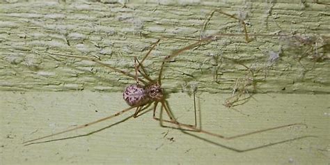 Physocyclus Globosus Bugguidenet