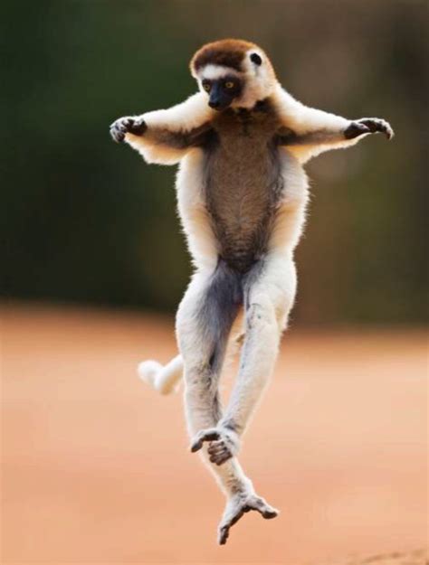 Moolie Moulie Moolinyan Wordorigins Discussion Forums