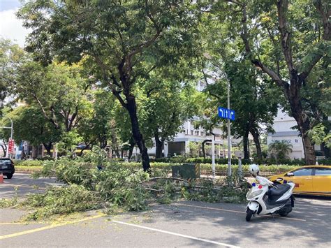 禍從「樹」降 路樹突倒砸中停車格中小黃 運將欲哭無淚