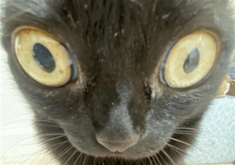 Jinx Updated R Thedigitalcircus