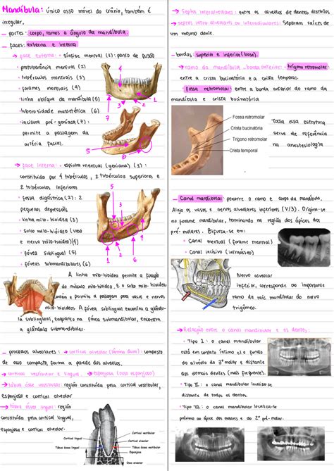Aula 02 Anatomia Da Maxila E Da Mandíbula 220823 005658 Anatomia De