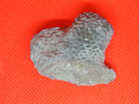 Fossil Specimen Bryozoa Jurassic James