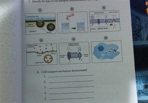 1 Identify The Type Of Cell Transport StudyX