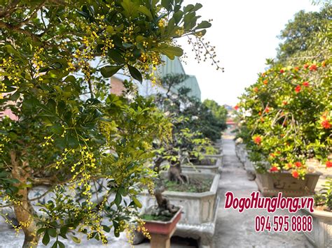 Khu Trưng Bày đồ Gỗ Hưng Long Và Không Gian Xanh Mới Nhất Đồ Gỗ Hưng Long
