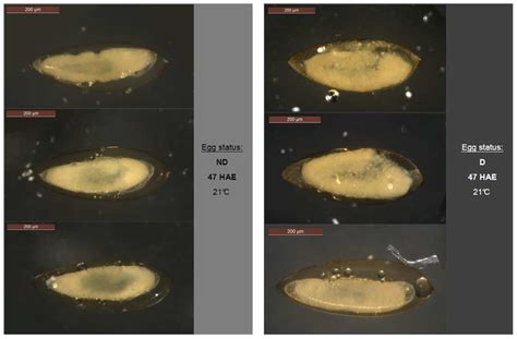 Figure A2 Compared Morphology Of Early Embryos Of Temperate Spam Download Scientific Diagram