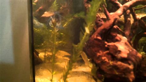 Rak Modry Na Hojdacke D Youtube