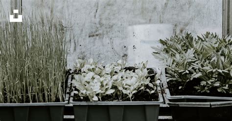 랙에 있는 4개의 휴대용 원예 도구 사진 Unsplash의 무료 식물 이미지