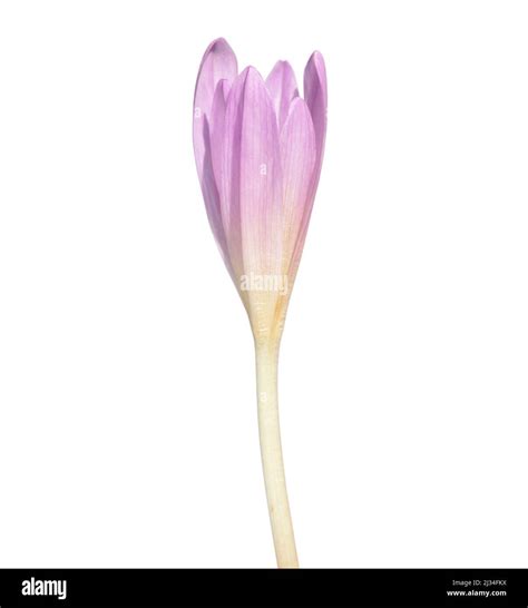 Single Flower Of Autumn Crocus Isolated On White Colchicum Autumnale