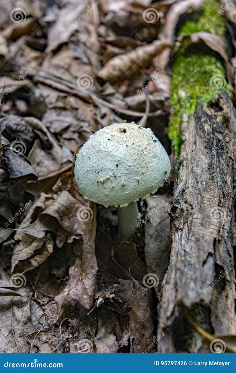 Close Up Of Mushroom In The Grass White Wild Mushroom With Umbrella