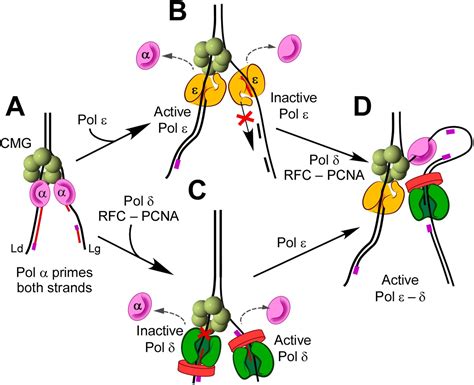 Reconstitution Of A Eukaryotic Replisome Reveals Suppression Mechanisms That Define Leading