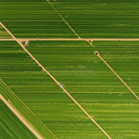 Aerial View Of Vast Agricultural Fields With Parallel Green Crop Rows Dirt Paths Intersect
