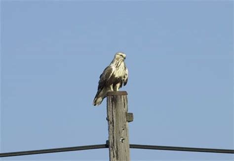 ケアシノスリタカ科 小清水 花と野鳥図鑑