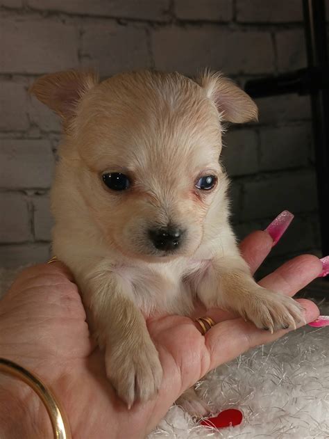 Loki Ivy League Chihuahua