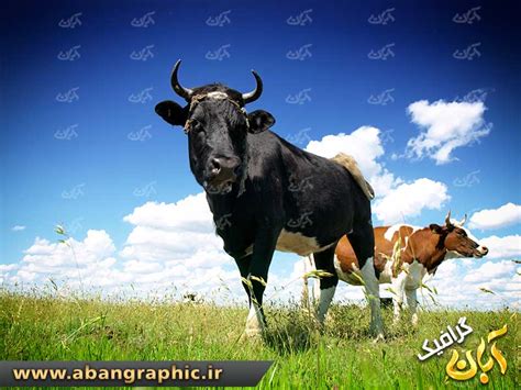 گاو در مزرعه آبان گرافیک