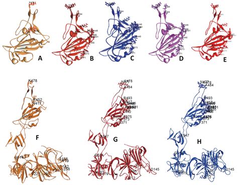 Pathogens Free Full Text Computational Investigation Of Selected Spike Protein Mutations In