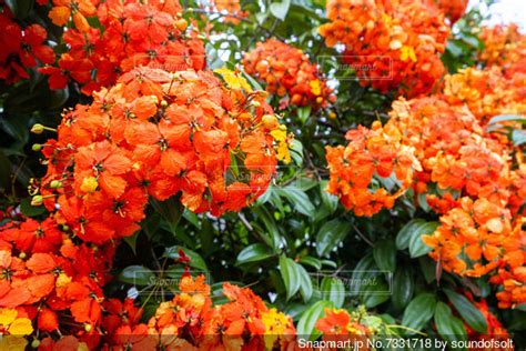 小さな黄色とオレンジ色の花の写真・画像素材 7331718 Snapmart（スナップマート）