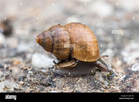 Pomatias Elegans Common Name The Round Mouthed Snail Is A Species Of