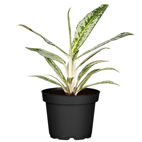 Aglaonema Matcha Lemon 12 Cm Topf