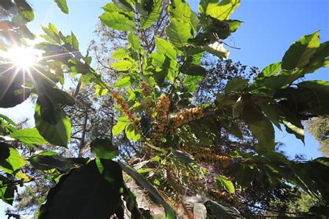 농업 아라비카 배경 콩 열매 가지 브라질 카페 카페인 커피 커피 Antioquia Nam 커피 색깔 커피 나무 국가 생태학