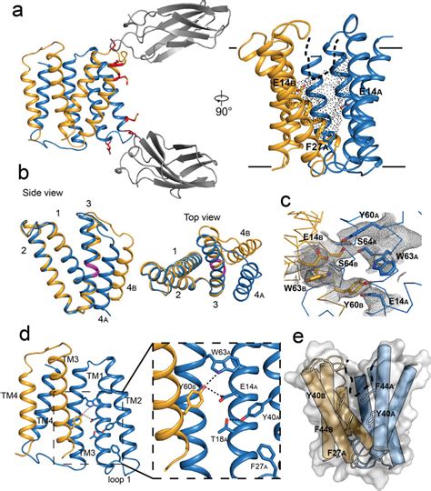 Crystal Structure Of Emre 3 A Subunits A And B Are Shown In Blue
