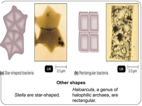 Cell Arrangement Of Bacteria Pptx