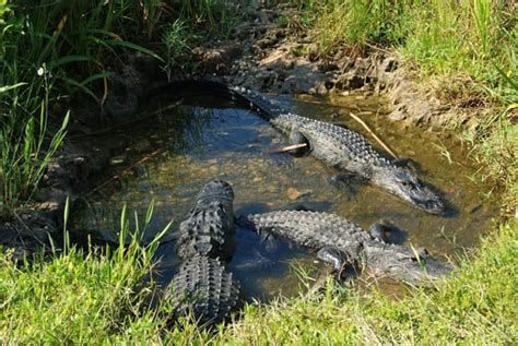 Florida Everglades Alligators Airboats And Adventure Guide Florida