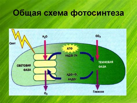 Взаимосвязь энергетического и пластического обмена презентация онлайн