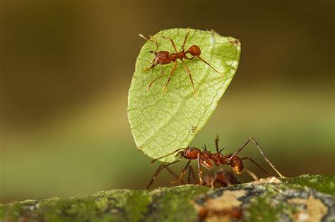 BIOFORO Hormiga Cortadora De Hoja Y Su Guardaespalda Leafcutter Ant