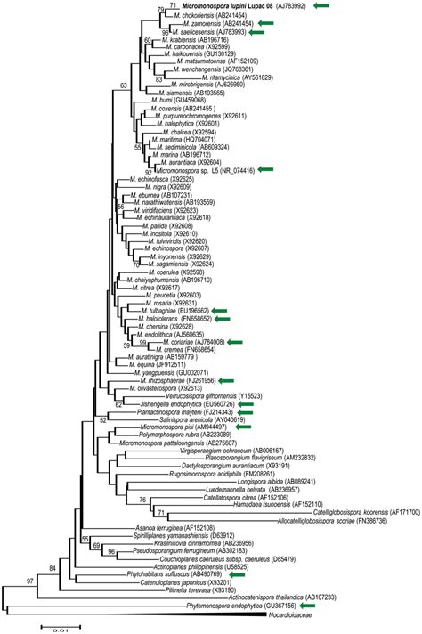 Neighbour Joining Tree Based On 16s Rrna Gene Sequences Showing The