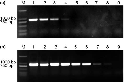 Rapid And Sensitive Detection Of Curvularia Lunata Associated With