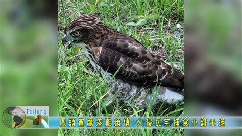 20221030 鳳頭蒼鷹落難頻傳 入侵民宅捕食小雞未遂 Youtube