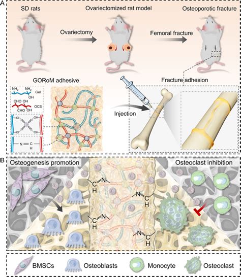 骨粘合剂通过调节骨稳态来增强骨质疏松性骨折修复npg Asia Materials X Mol