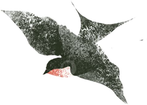 السنونو شياويان ابتلاع الحبر صور السنونو Png صورة للتحميل مجانا