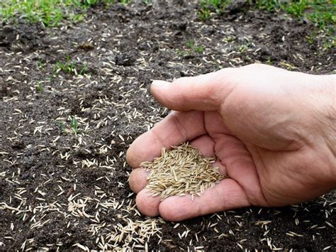 Grass Seed Varieties For Your Low Maintenance Gardens Hotel Furniture