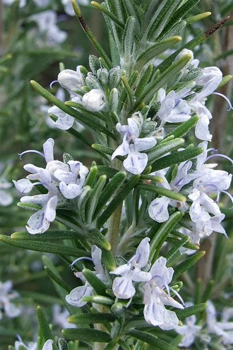 Buy Madeline Hill Cold Hardy Rosemary FREE SHIPPING Wilson Bros
