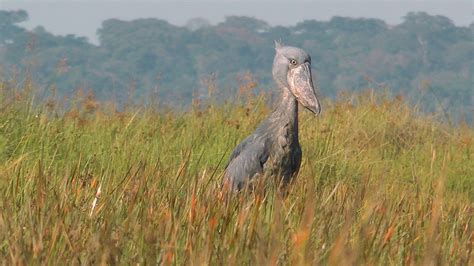 Shoebill Desktop Widescreen Wallpaper 79464 Baltana