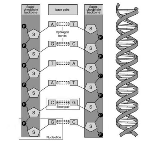 1 DNA Structure 52 Download Scientific Diagram